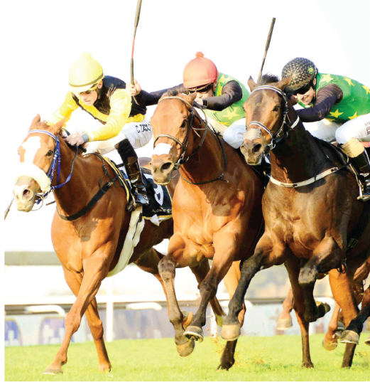 Trippi son lifts R4 million prize | Cape Breeders Club