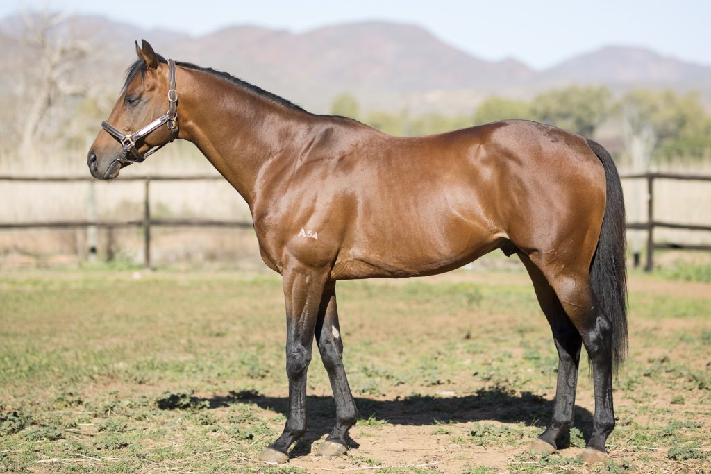 Ato –an exciting addition to Cape stallion band! | Cape Breeders Club