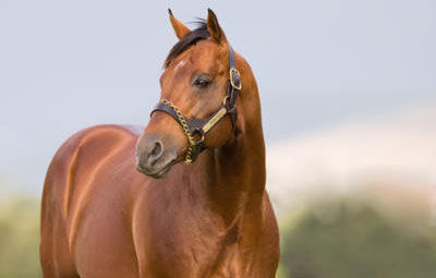 Trippi colt lands WSB Guineas | Cape Breeders Club