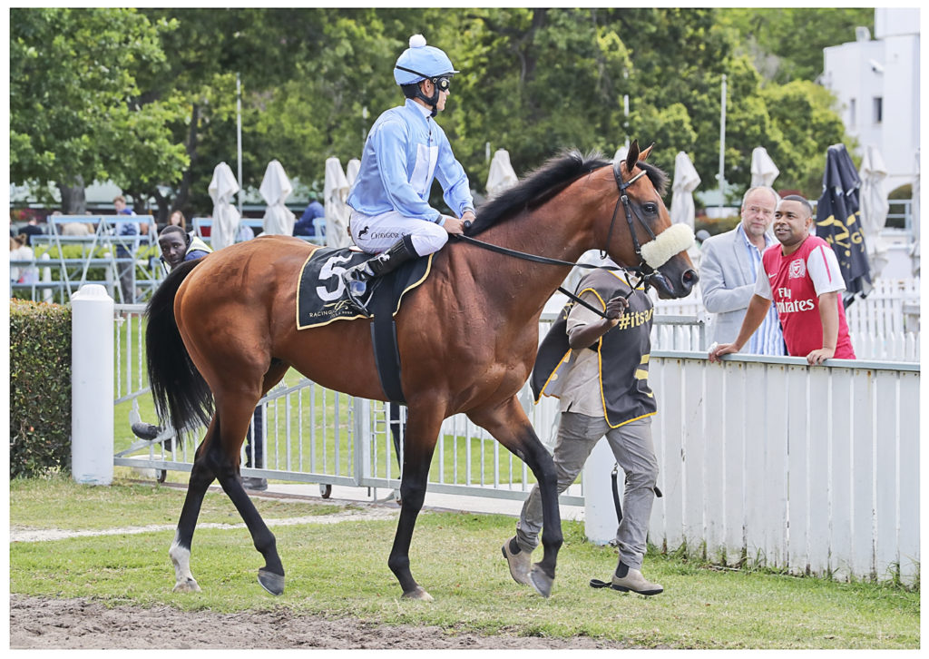 Weekend treble for champion Trippi | Cape Breeders Club