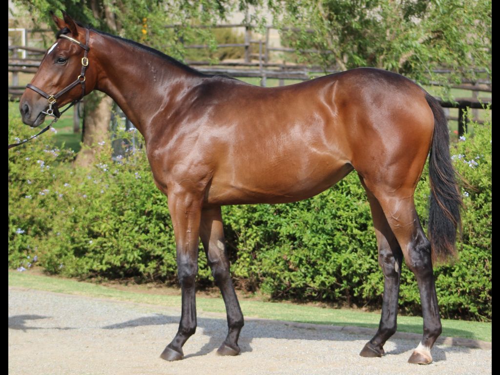 Captain Al filly tops Cape Premier Yearling Sale | Cape Breeders Club