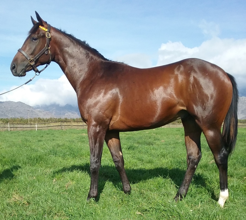 Querari colt –a must see! | Cape Breeders Club