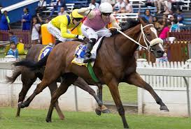 74 stakes winners for Trippi! | Cape Breeders Club