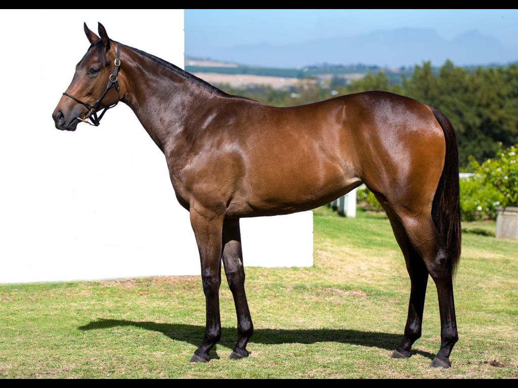 Trippi filly impresses on debut | Cape Breeders Club