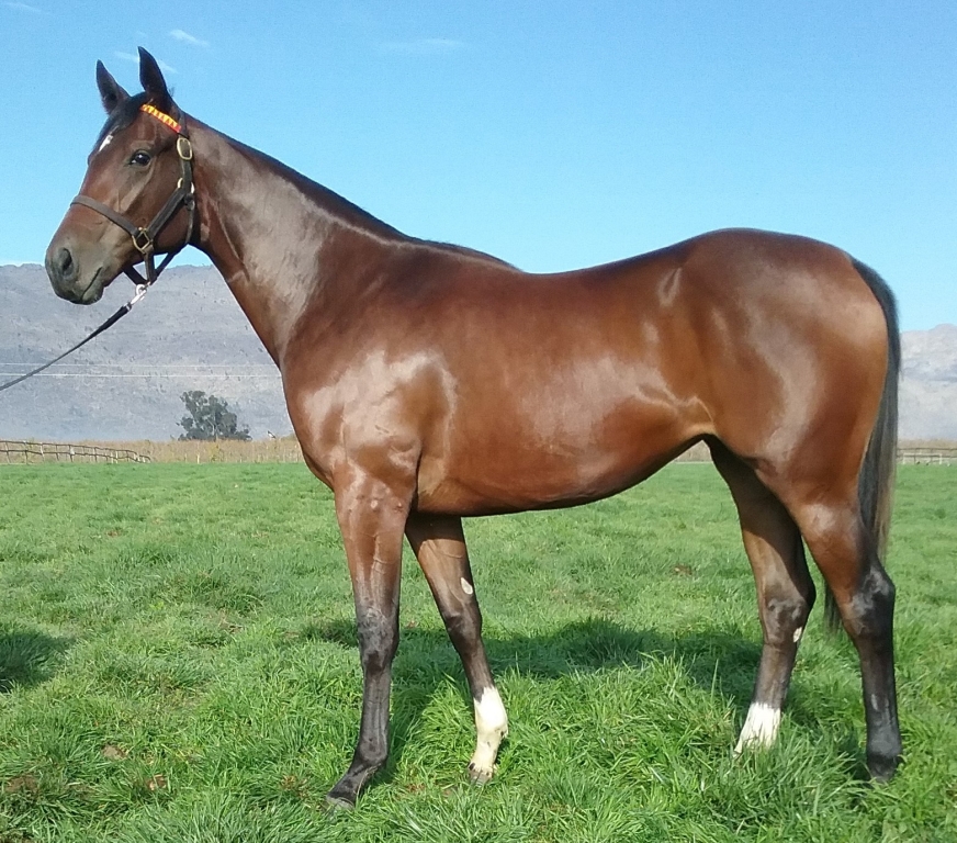 Querari filly one for the short-list! | Cape Breeders Club