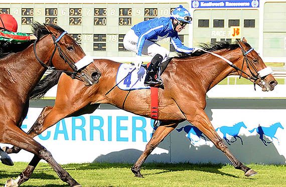Vale Anne Nicholas | Cape Breeders Club